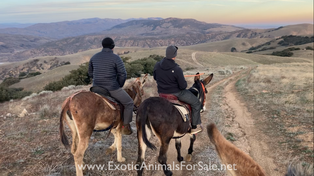 (Sold) 59” riding Gelding Mammoth Donkey for Sale