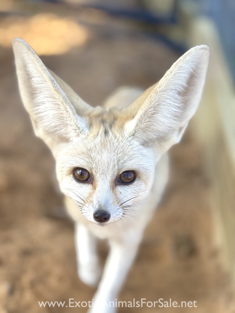 Fennec Fox - Pico for Sale