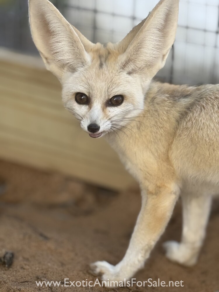Fennec Fox - Pablo for Sale