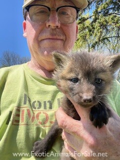 Domestic Fox Kits for Sale