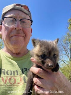 Domestic Fox Kits for Sale