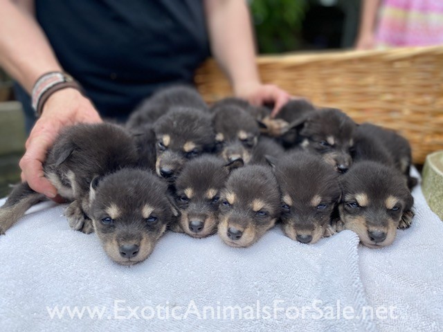 Color phase coyotes for Sale