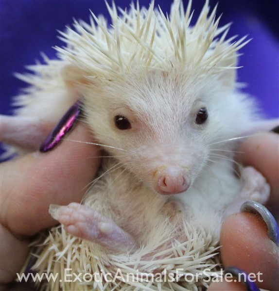 African Pygmy Hedgehogs USDA LIC. & Pedigreed with WHS & Cancer ...