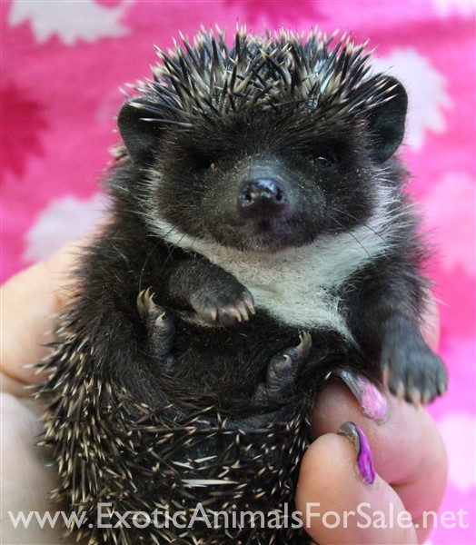 African Pygmy Hedgehogs USDA LIC. & Pedigreed with WHS & Cancer ...