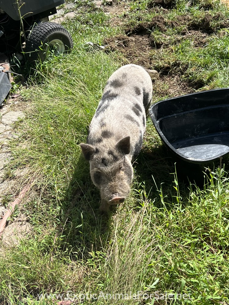 2 adults male Juliana mini pigs for Sale