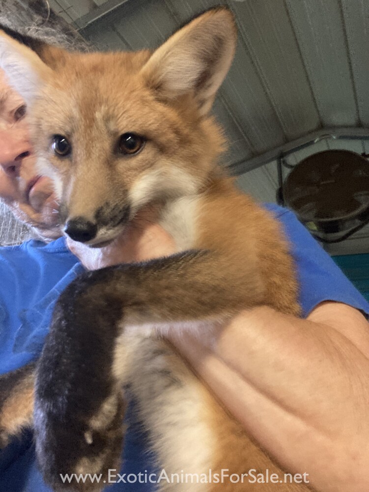 Fox kits for sale for Sale