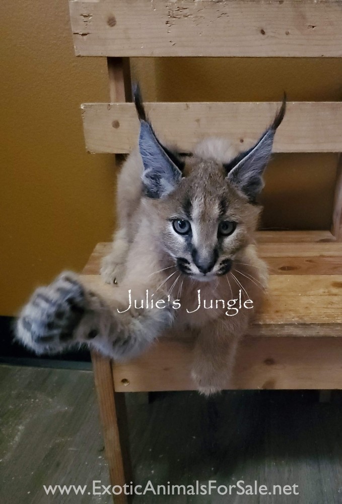 Reduced! Female caracal kitten for Sale