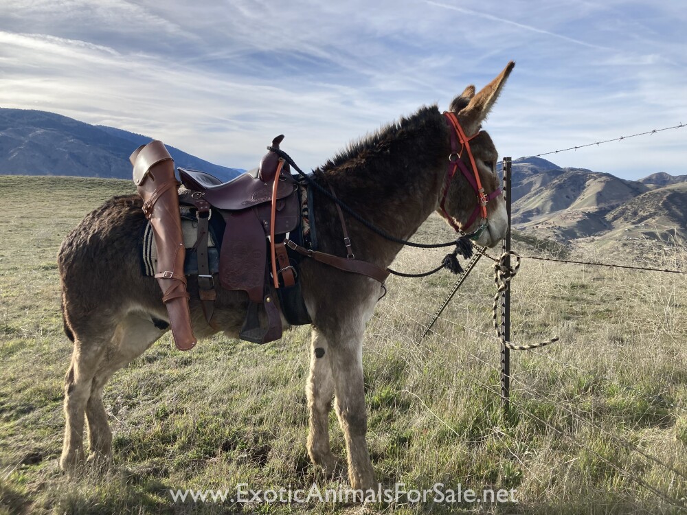 (Sold) 59” riding Gelding Mammoth Donkey for Sale