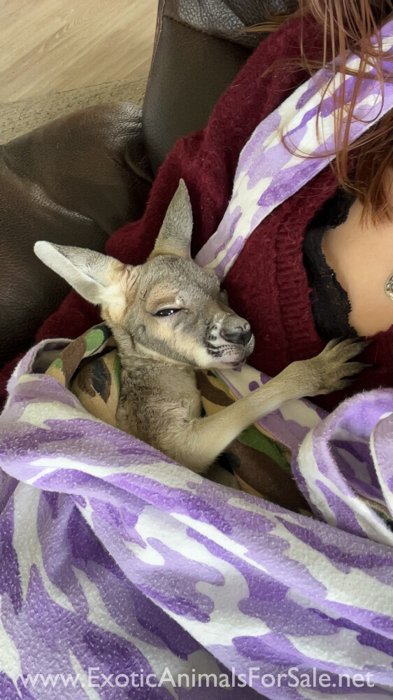 Female Joey (Kangaroo) for Sale