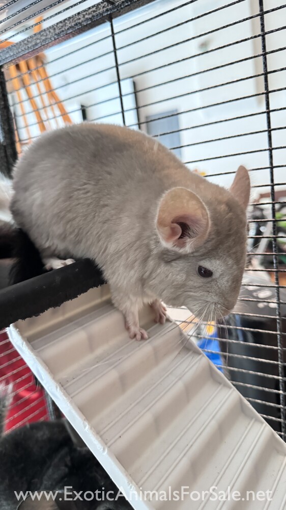 chinchilla for Sale