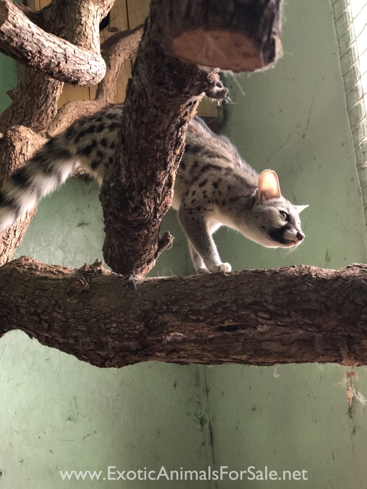 Small Spotted Genet pair for Sale
