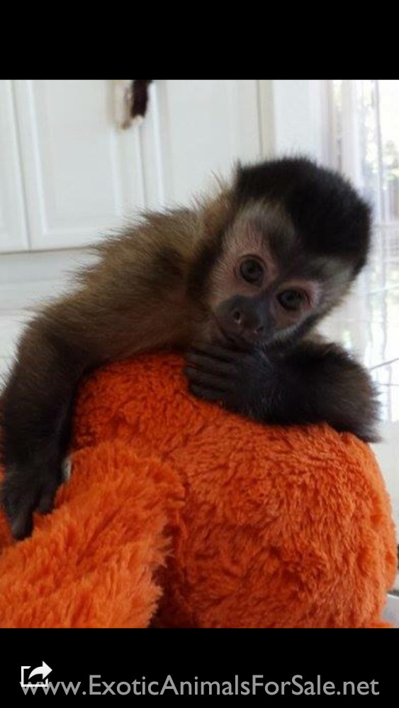 BABY CAPUCHIN MONKEYS FOR SALE !! WE ARE THE EXPERTS. FINANCING ...