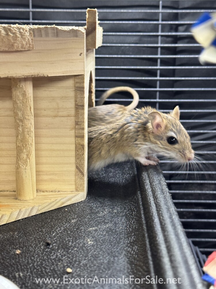 Persian Jirds for Sale