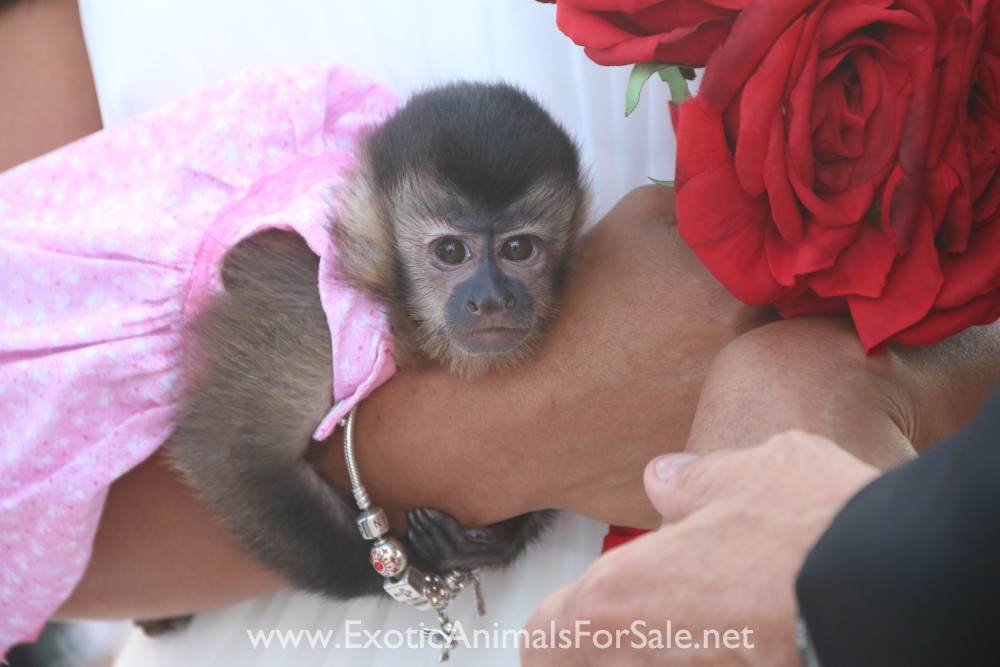 BABY CAPUCHIN MONKEYS FOR SALE !! WE ARE THE EXPERTS. FINANCING ...