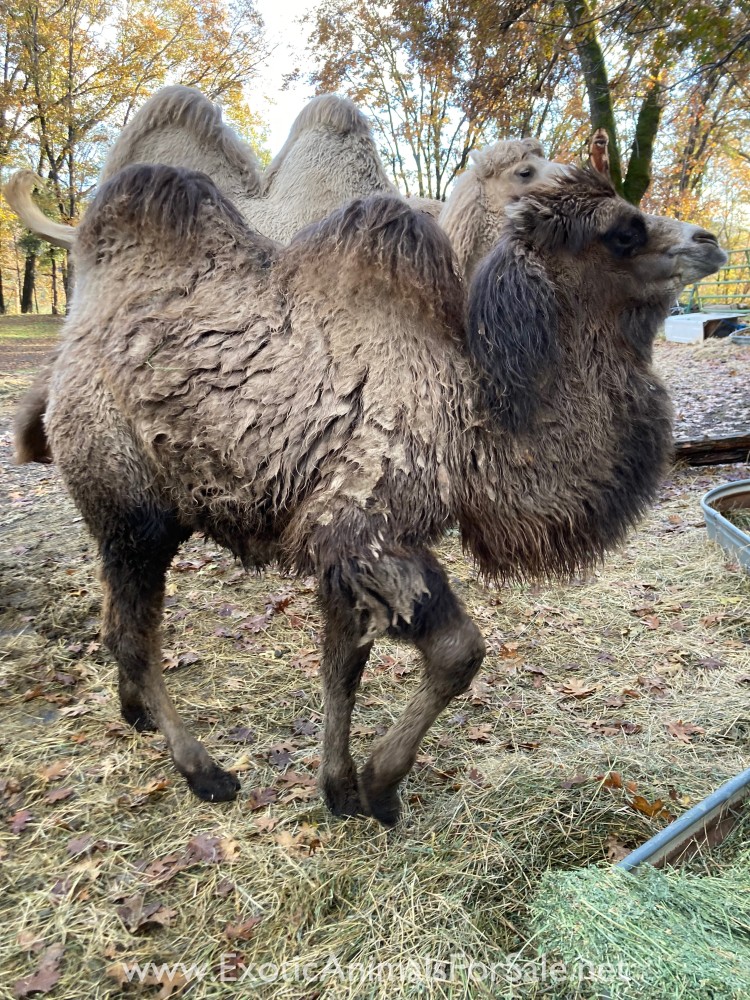 Clary - Bactain Camel young female for Sale