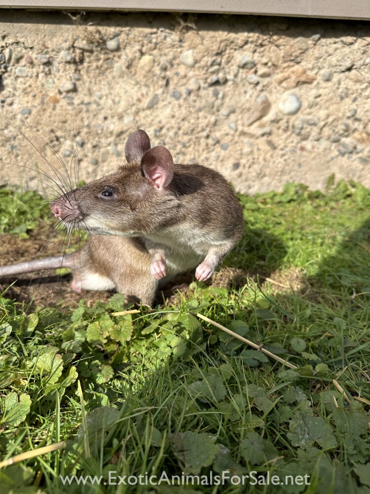 African Pouch Rat for Sale