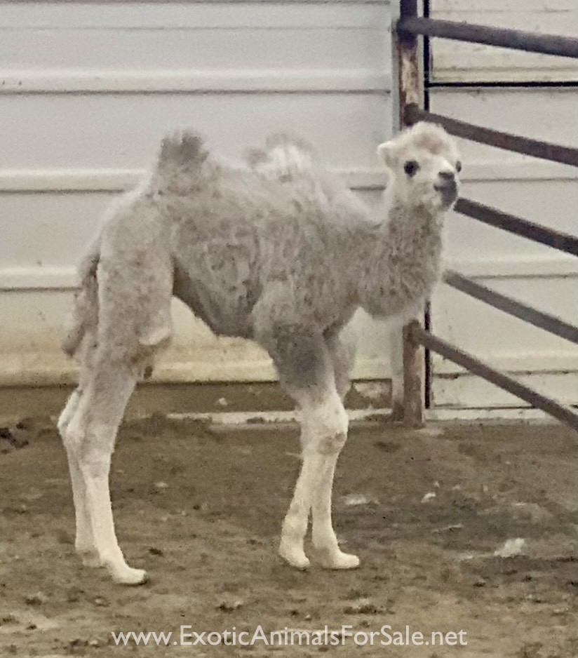 WHITE Baby Bactrian Camel Boy - $14,000 for Sale
