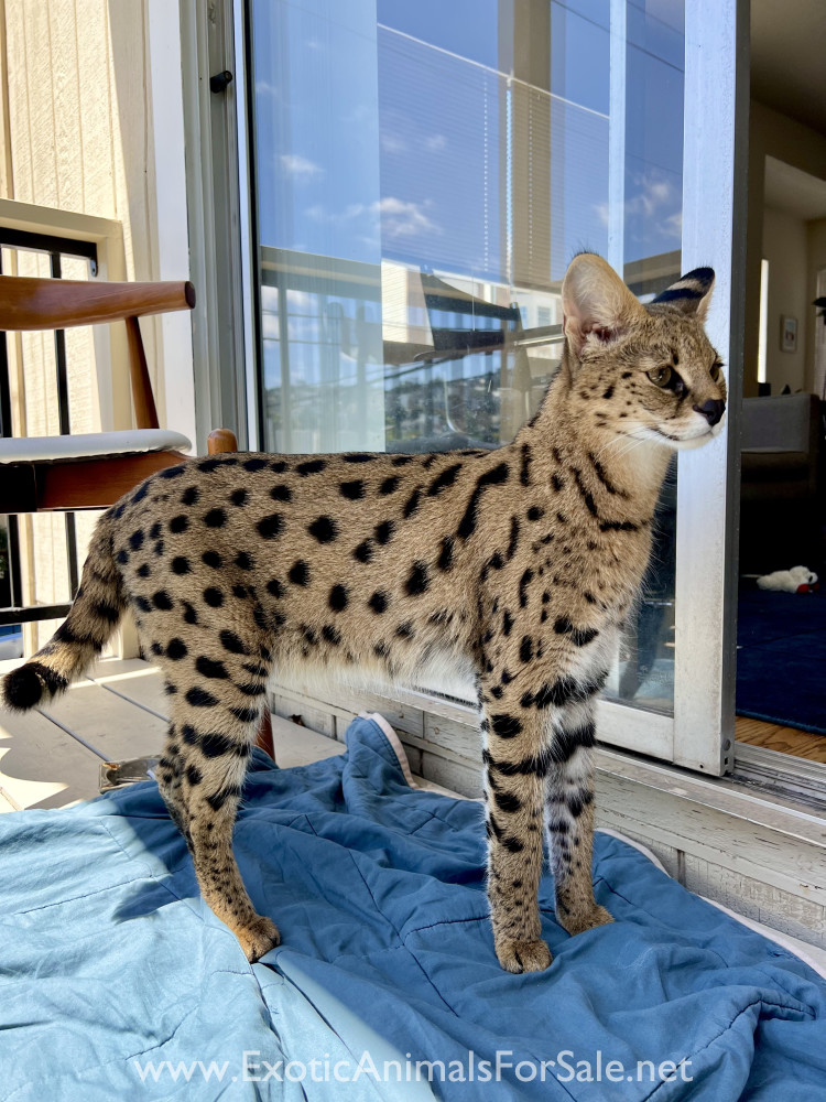 Well trained adult savannah cat (75% serval) for Sale