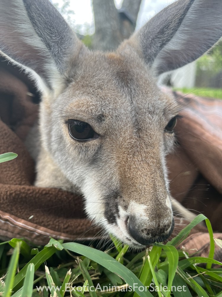 8 month Red Kangaroo for Sale