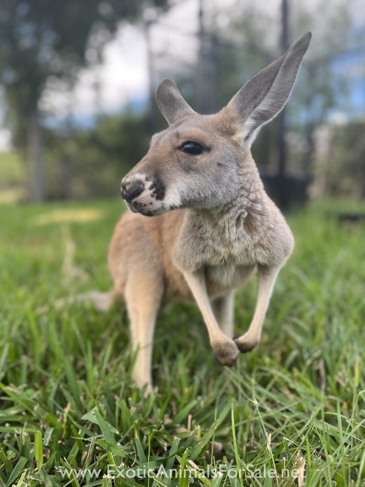 8 month Red Kangaroo for Sale