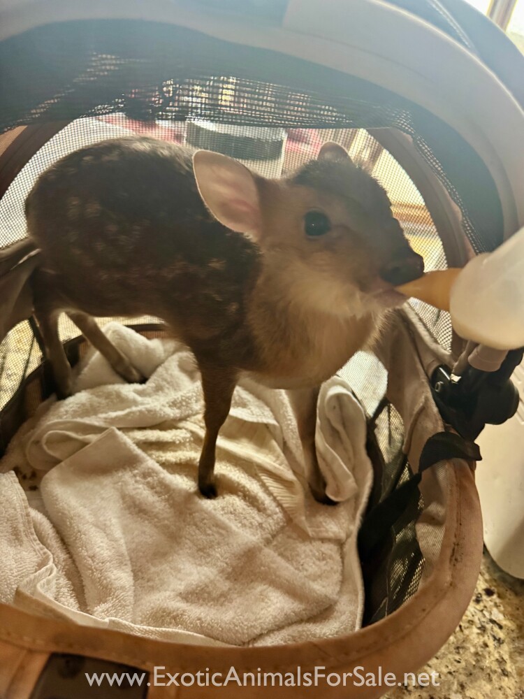 Bottle Baby Muntjac Deer for Sale