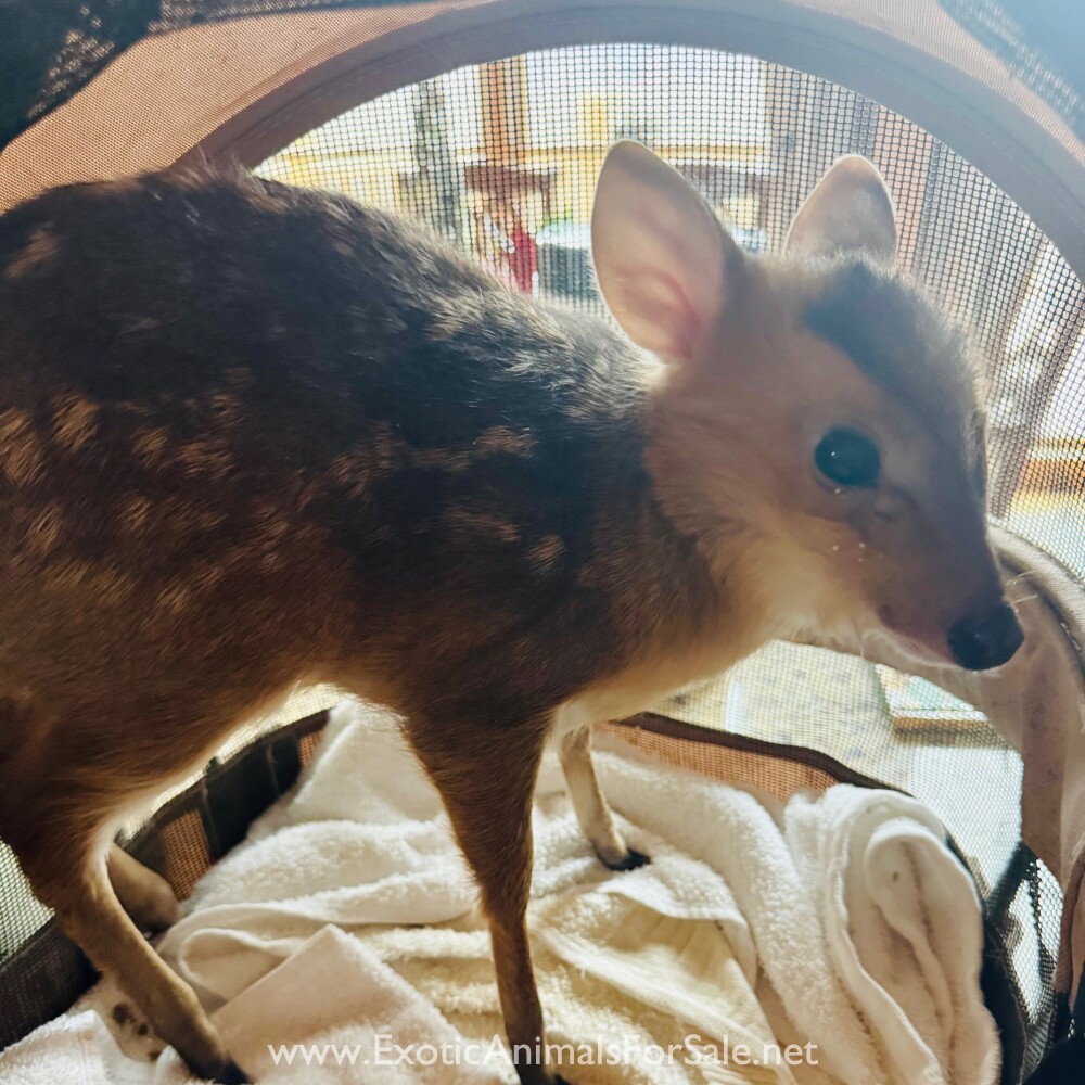 Bottle Baby Muntjac Deer for Sale