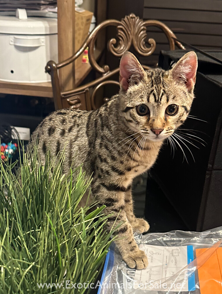 Safari for Sale