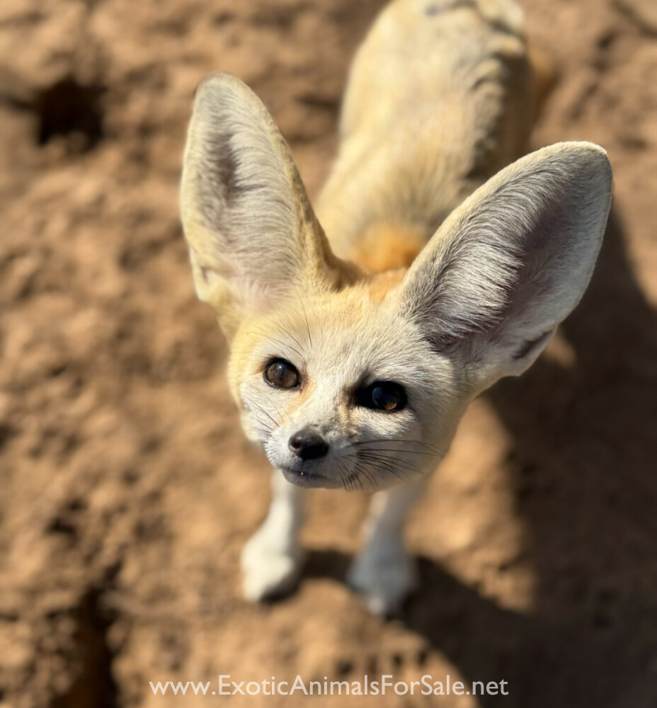 Fennec Fox - Pablo for Sale
