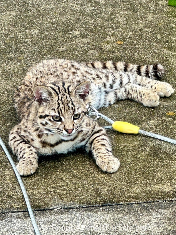 Male Geoffrey cat for Sale