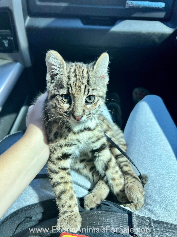 Male Geoffrey cat for Sale