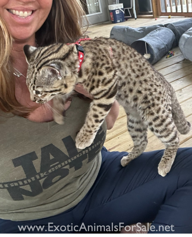 Male Geoffrey cat for Sale