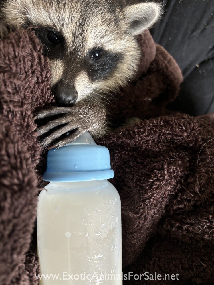 Raccoon kits for Sale