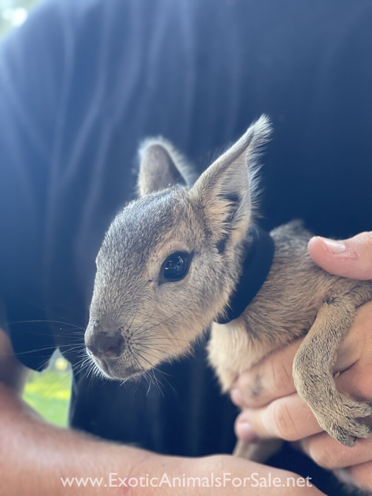 Patagonian Cavy for Sale