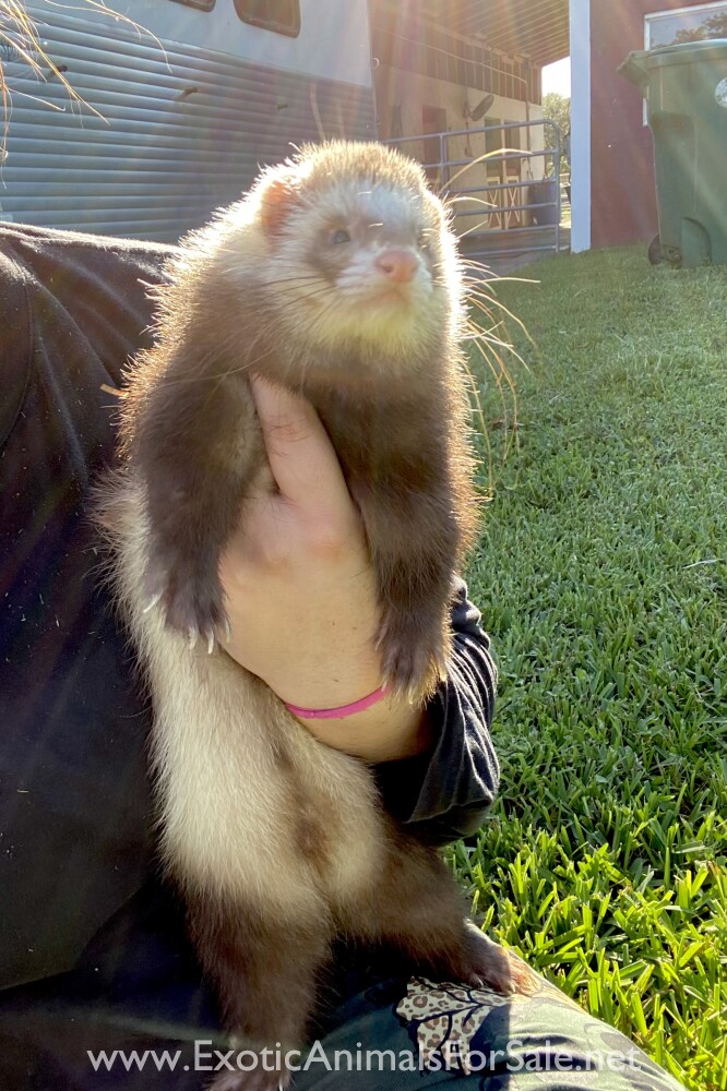 Breeder pair of Ferrets (non Marshall) for Sale