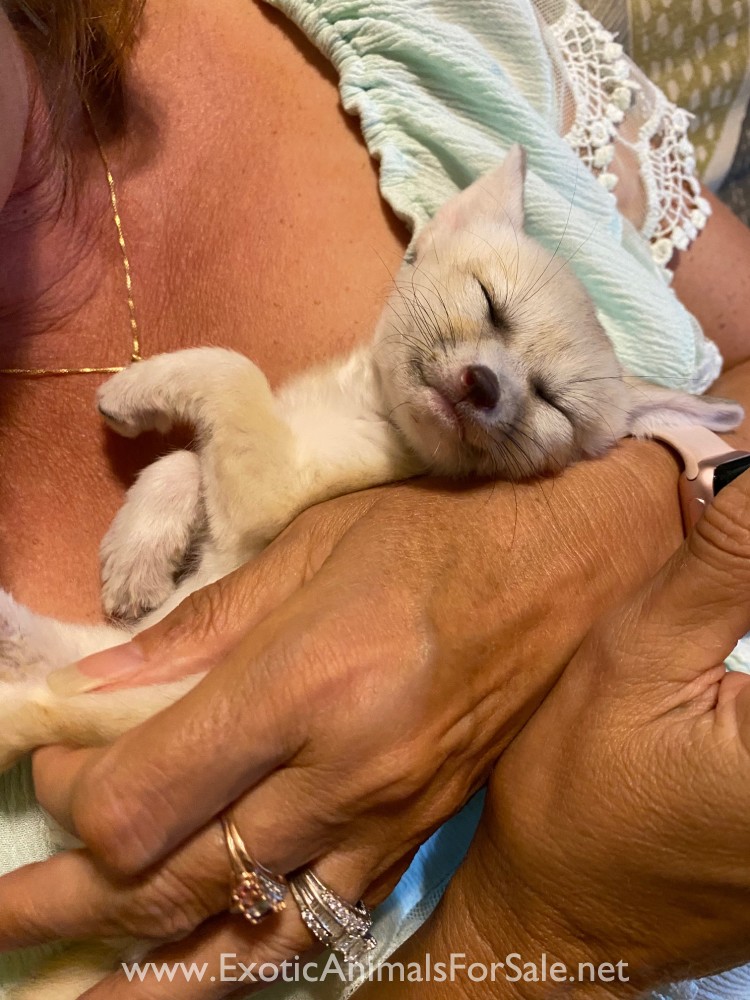 Hand Reared Female Fennec Fox for Sale