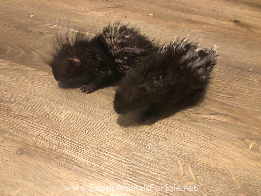 Africa Crested Porcupines for Sale