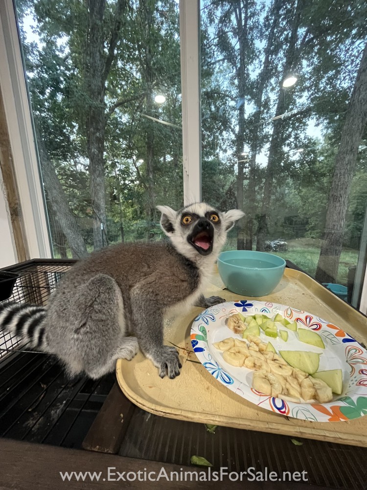 FEMALE Ringtail Lemur for Sale