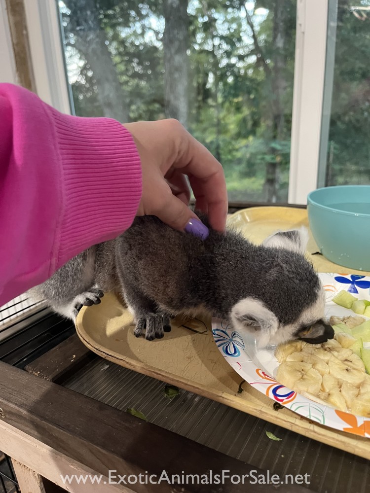 FEMALE Ringtail Lemur for Sale