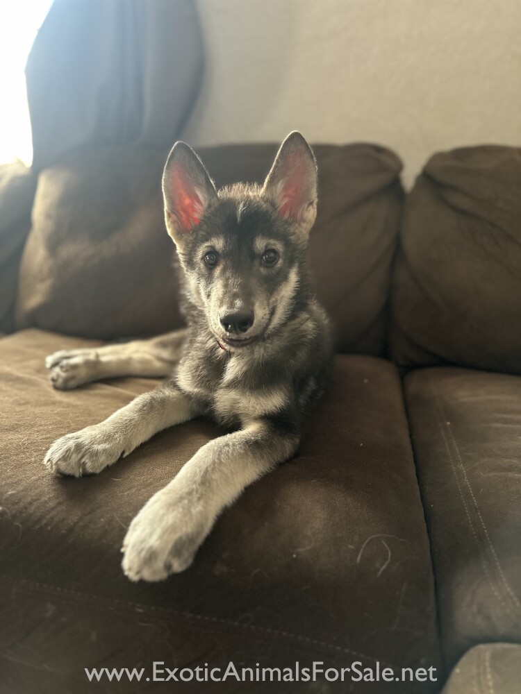 Wolf Hybrid Pup for Sale