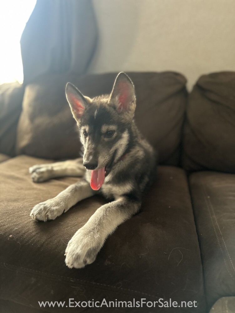 Wolf Hybrid Pup for Sale
