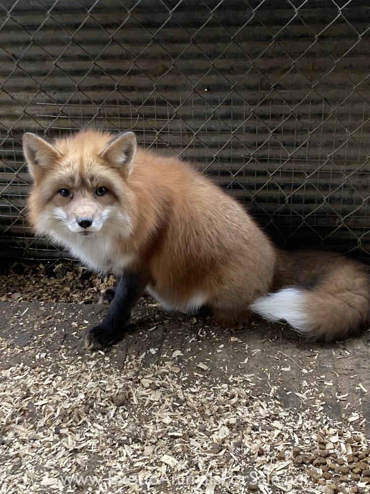 Fox for Sale