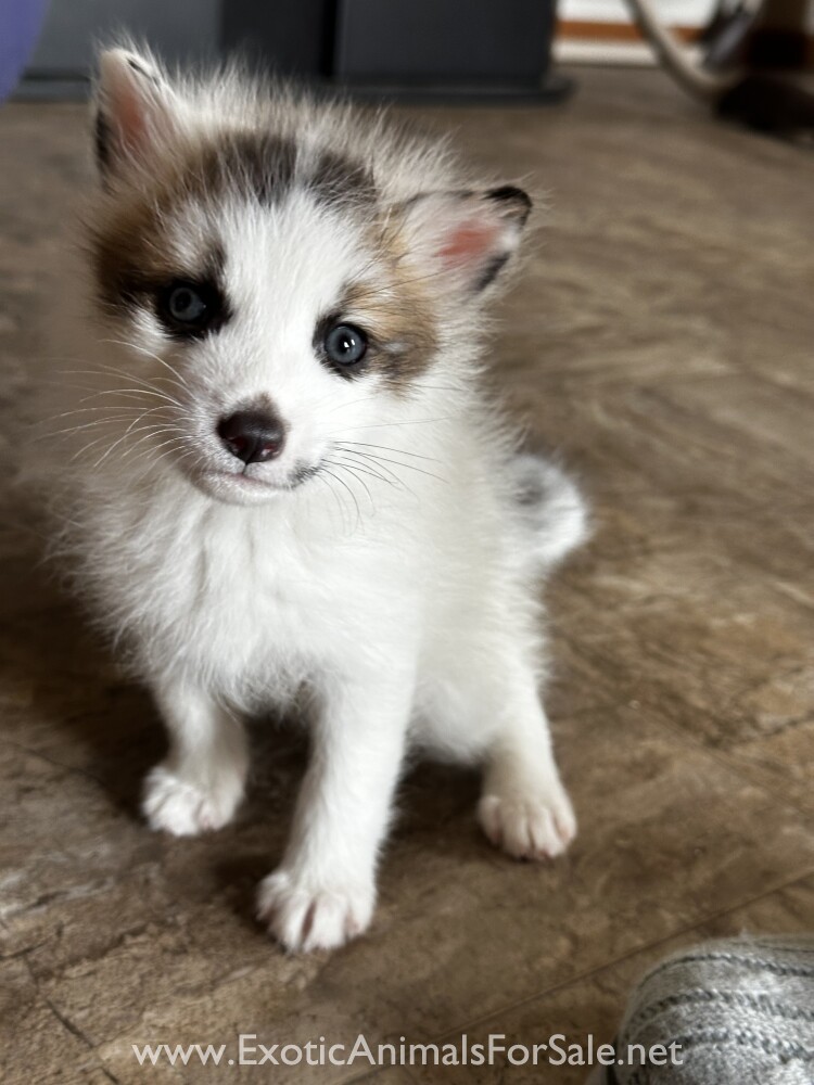 Red Fox Kits for Sale