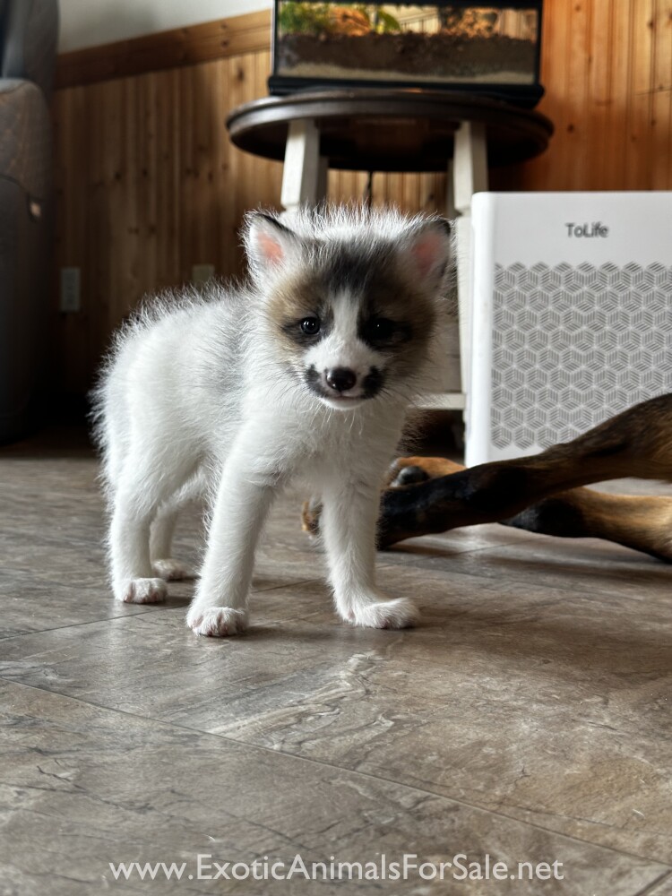Red Fox Kits for Sale
