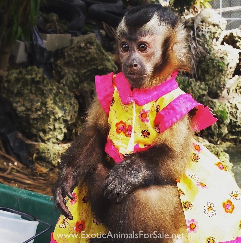 BABY CAPUCHINS FOR SALE !! DELIVERY, ADVANCED TRAINING, AND FINANCING ...