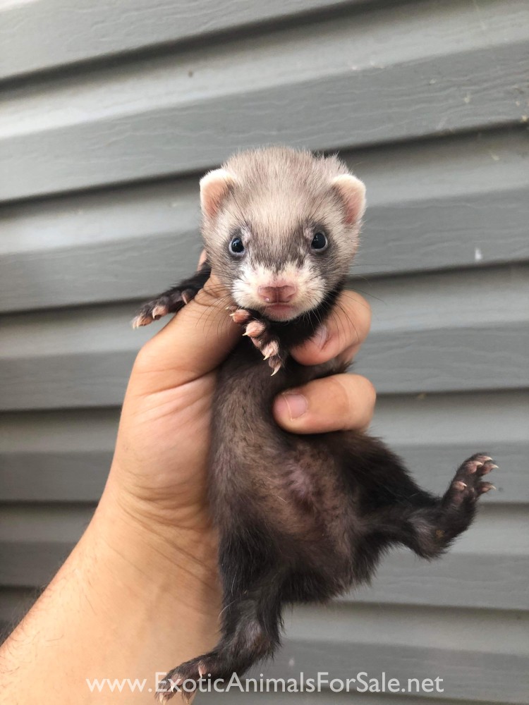 Ferret Kits for Sale
