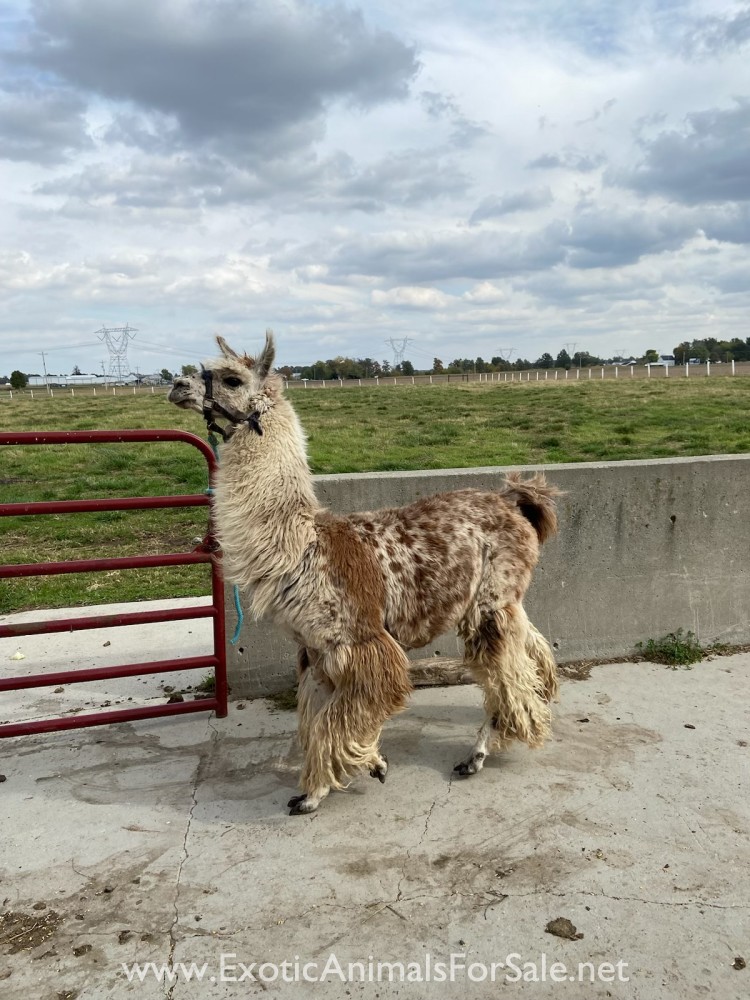 Handsome Appaloosa male llama for Sale