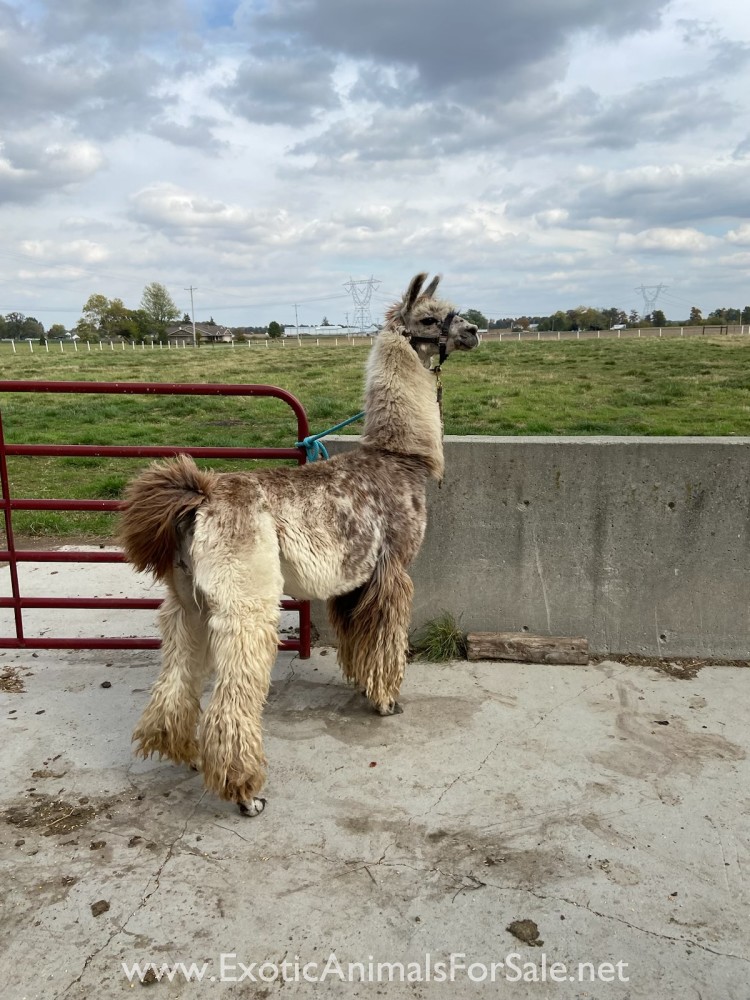 Handsome Appaloosa male llama for Sale