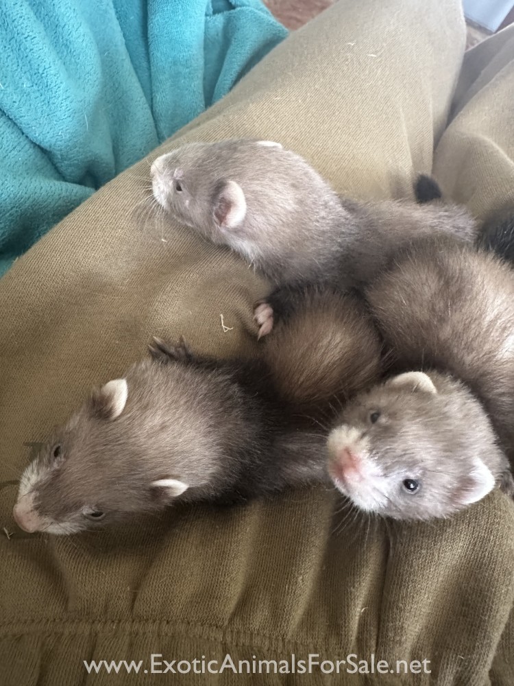 Ferret Kits for Sale