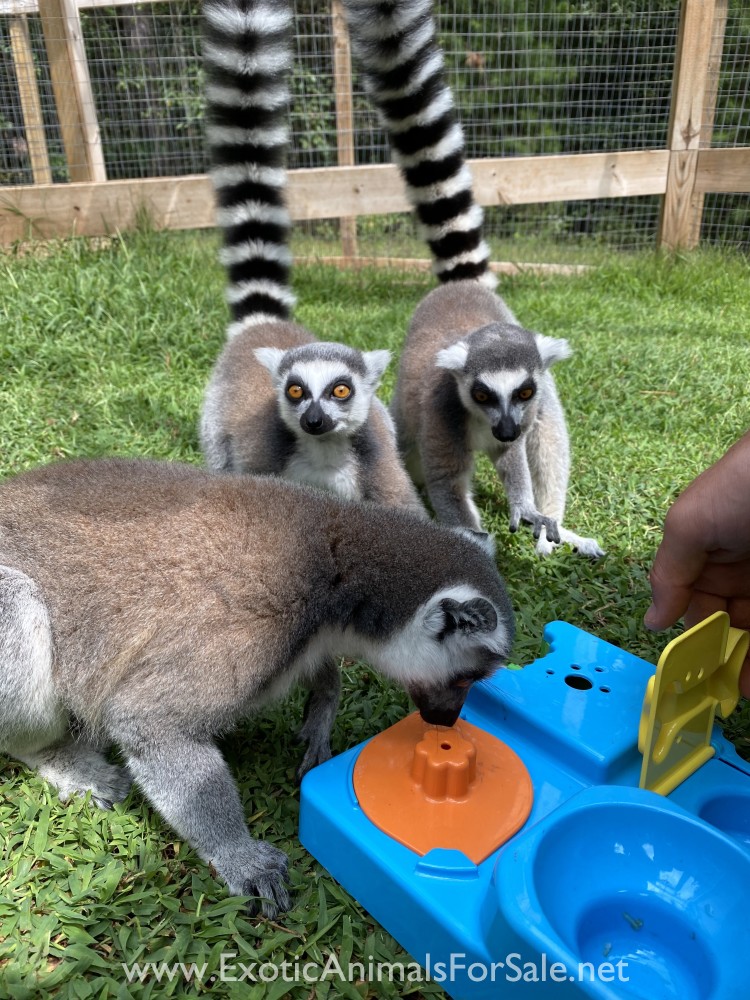 Fennec Fox, Ring-tailed Lemur for Sale