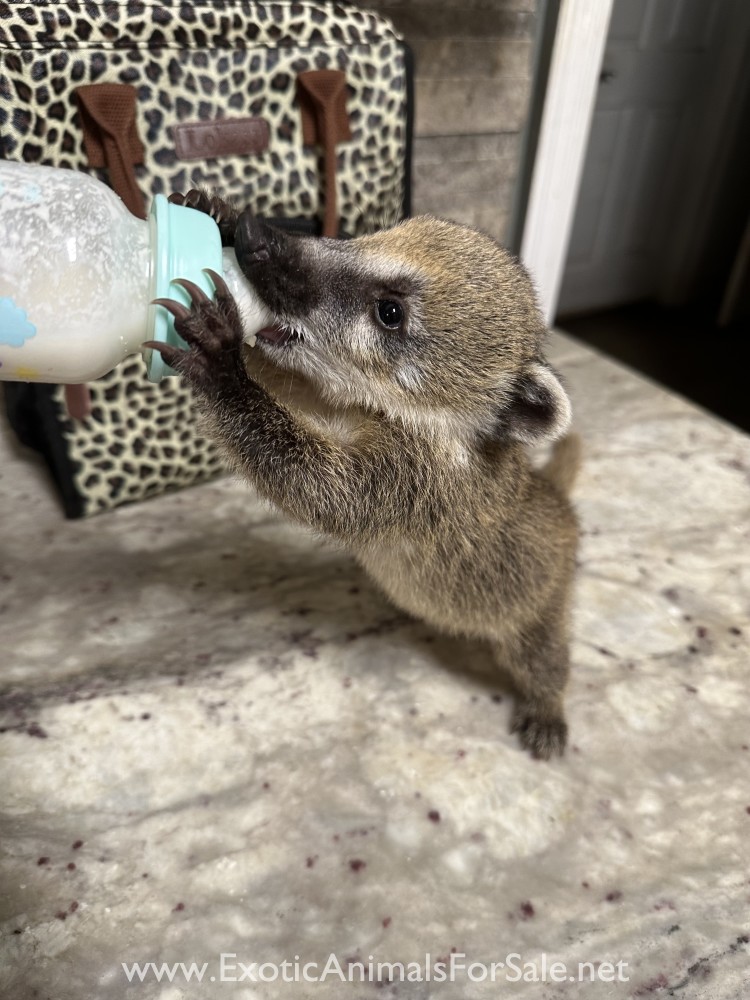 Coatimundi For Sale